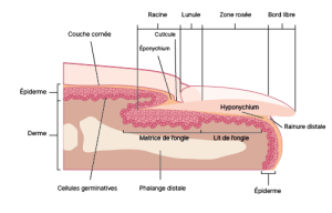 Schéma de l'Ongle : Zoom sur son Anatomie - CFA Espace Concours
