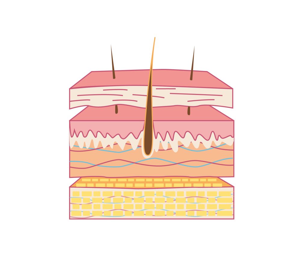 Schéma de la Peau : Comprendre sa composition et son rôle. - CFA Espace ...